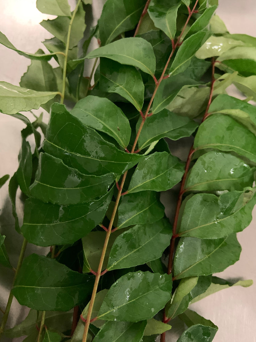 Curry Leaves – Priya’s Spice Bazaar
